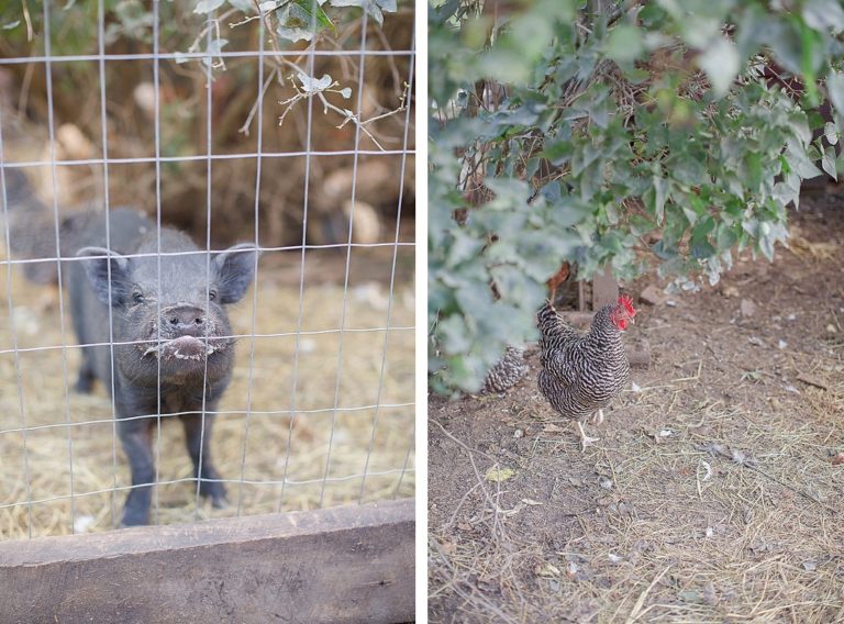 Boho Rustic Stylized Bridal Shoot at Mullins Farm – Elburn | Showit Blog
